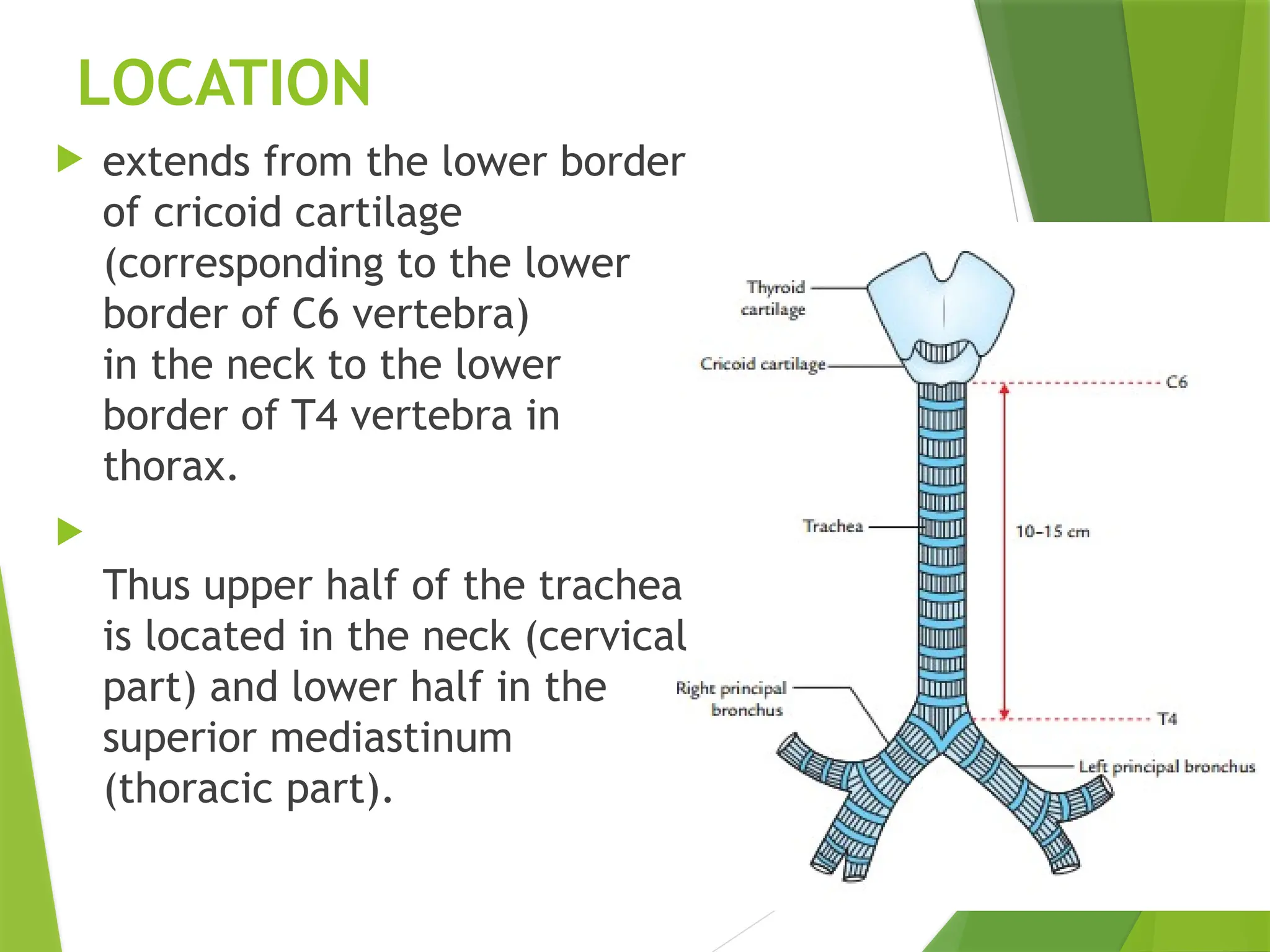 Larynx and Trachea,bronchial tree thoracic cage and intercoastal space.pptx
