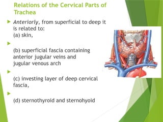 Larynx and Trachea,bronchial tree thoracic cage and intercoastal space.pptx