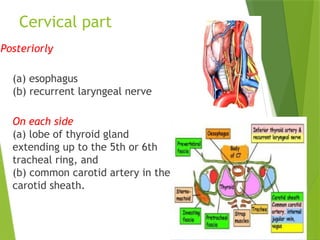 Larynx and Trachea,bronchial tree thoracic cage and intercoastal space.pptx