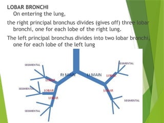 Larynx and Trachea,bronchial tree thoracic cage and intercoastal space.pptx
