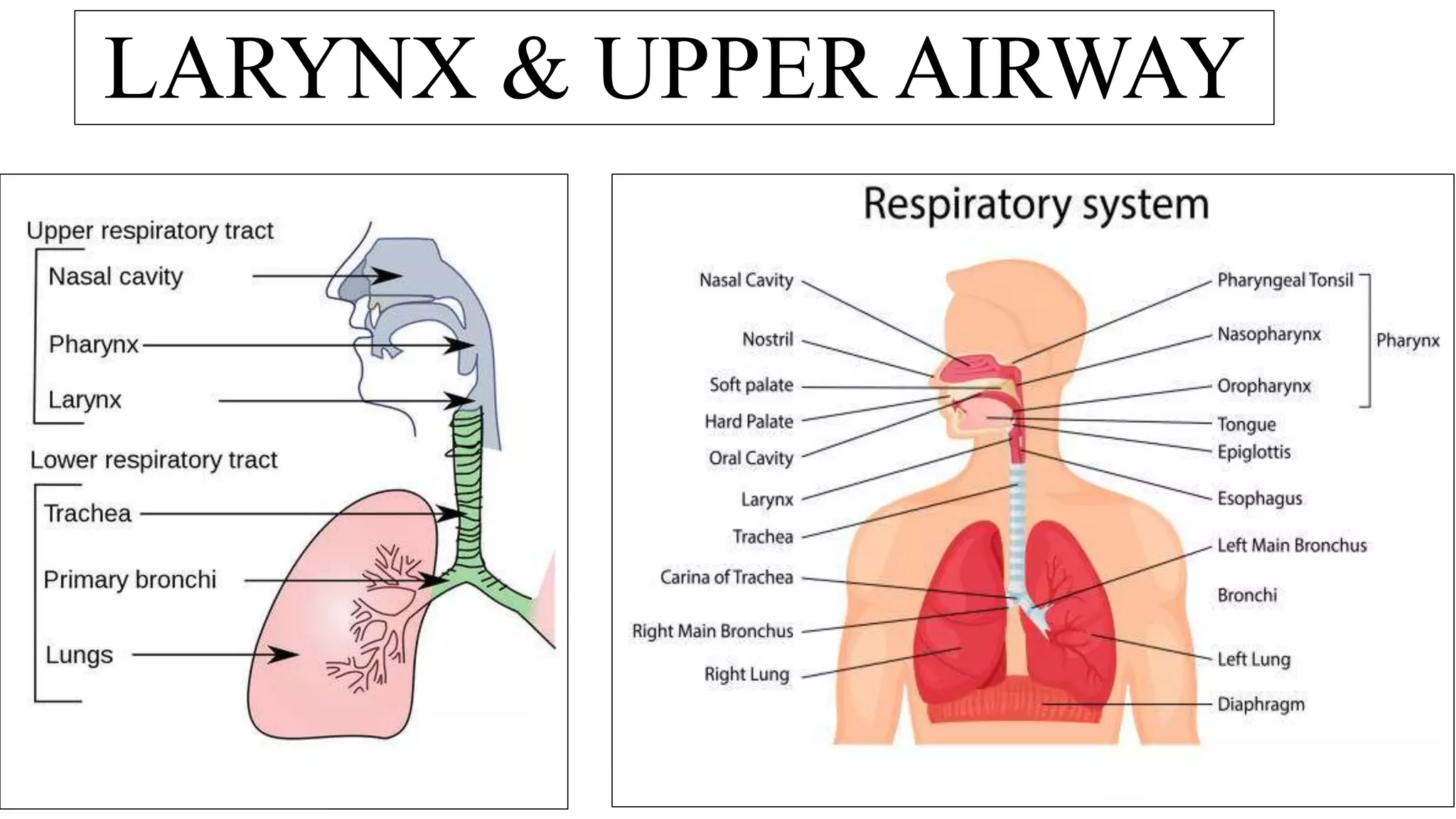 Larynx and upper airway.pptx | Thyroid Disorders | Endocrine and Metabolic Diseases