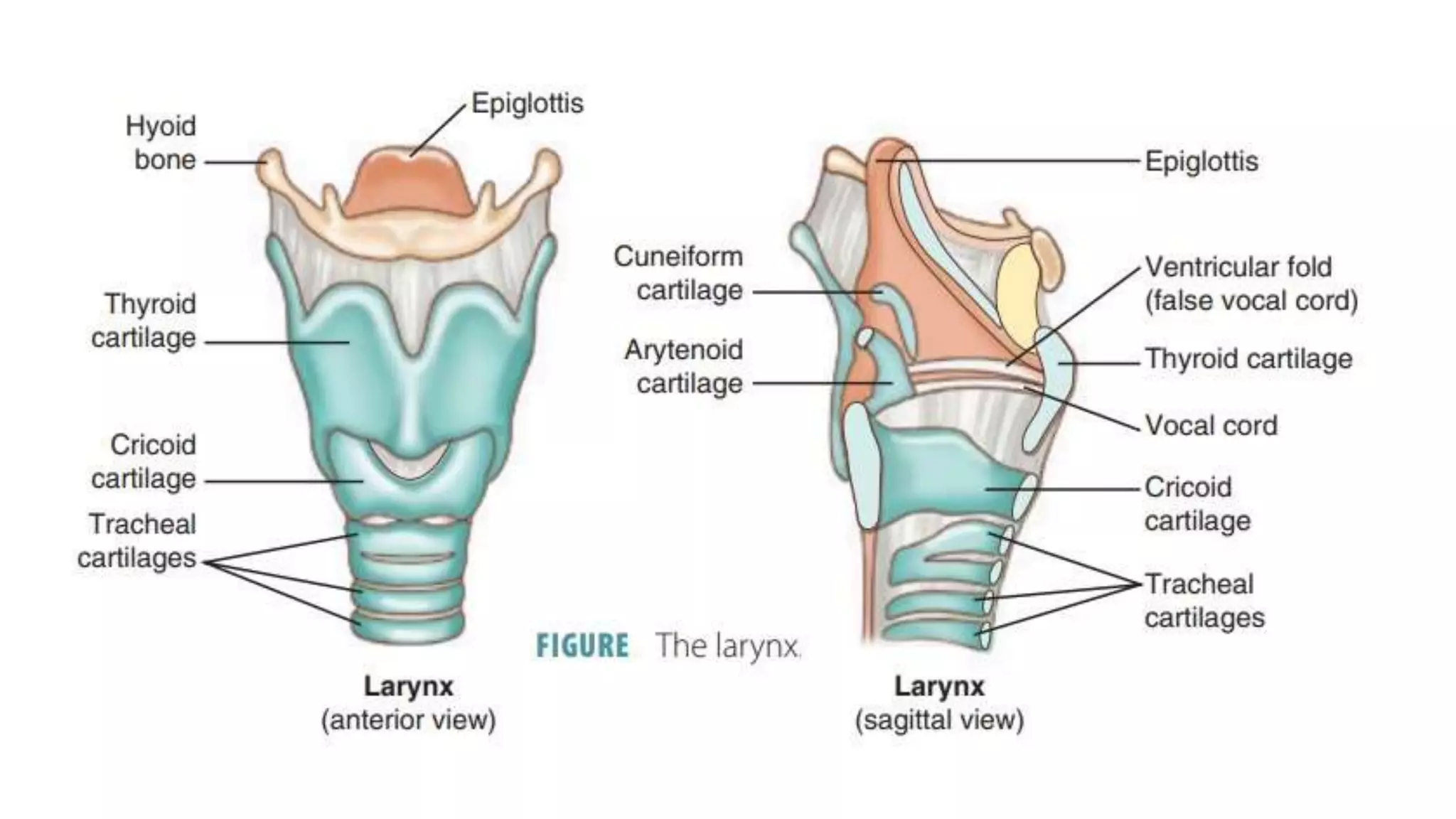 Larynx and upper airway.pptx | Thyroid Disorders | Endocrine and Metabolic Diseases