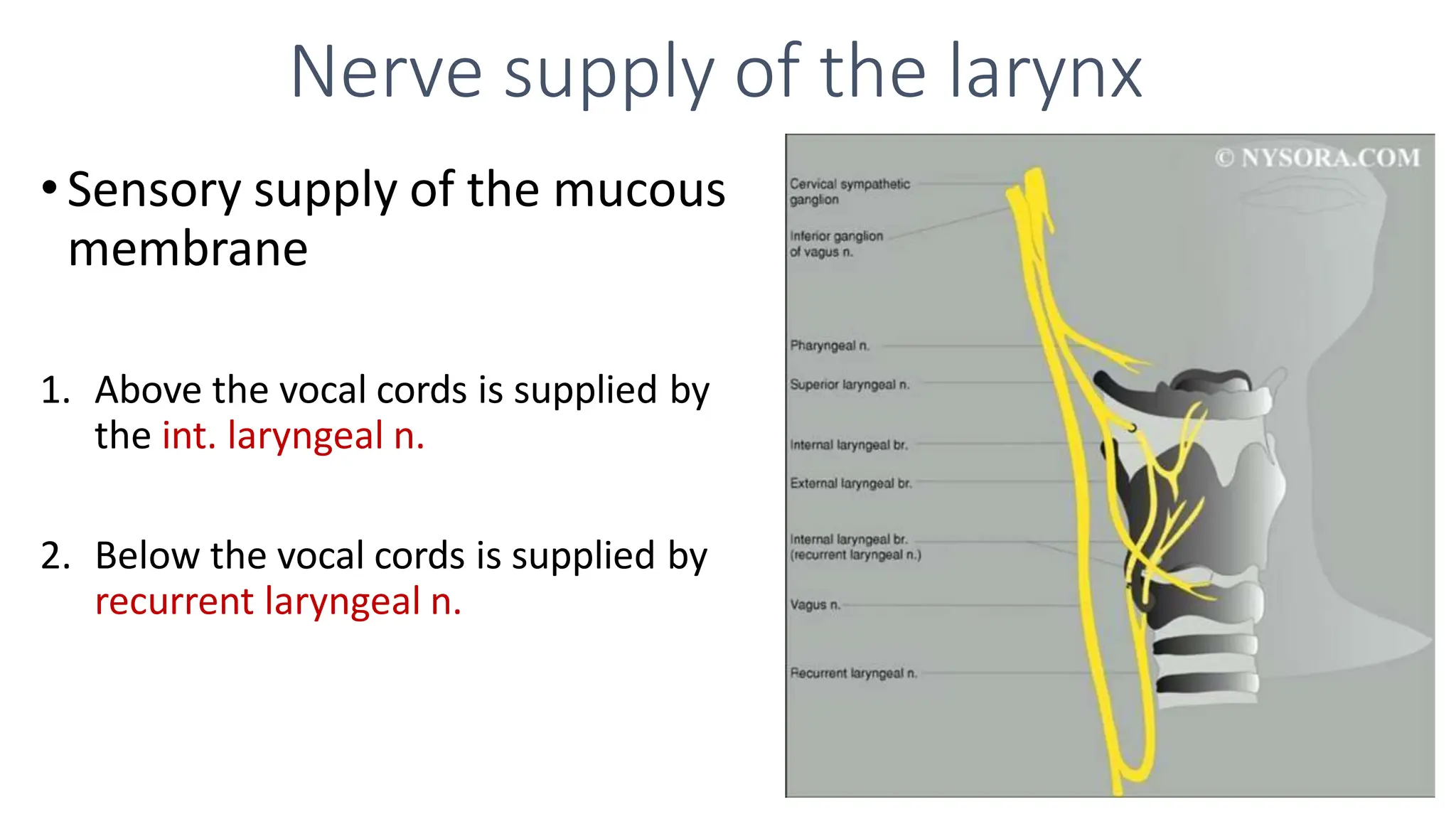 larynx_and_vc_palsy_9.pptx