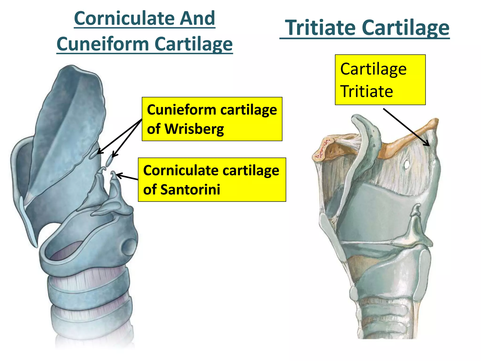 Larynx Anatomy | PPTX
