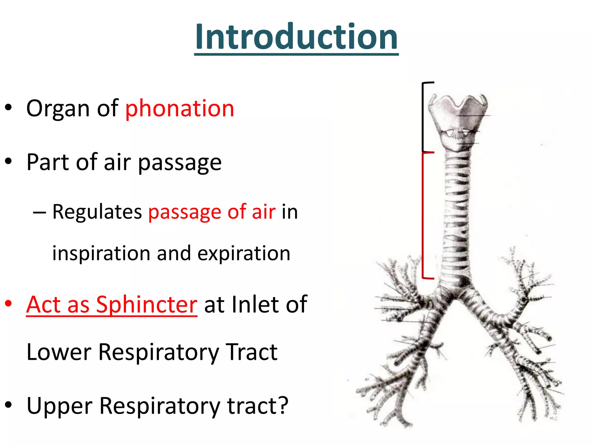 Larynx Anatomy | PPTX