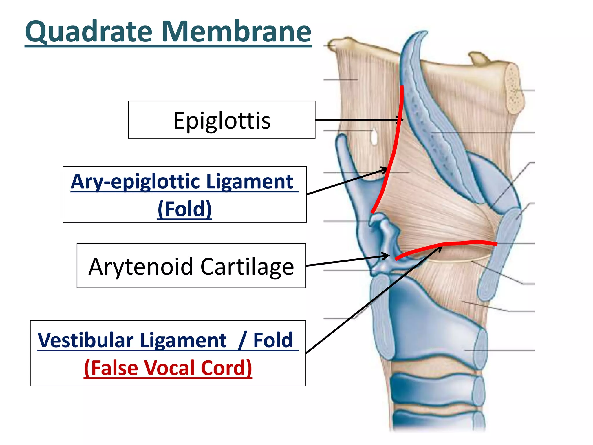 Larynx Anatomy | PPTX