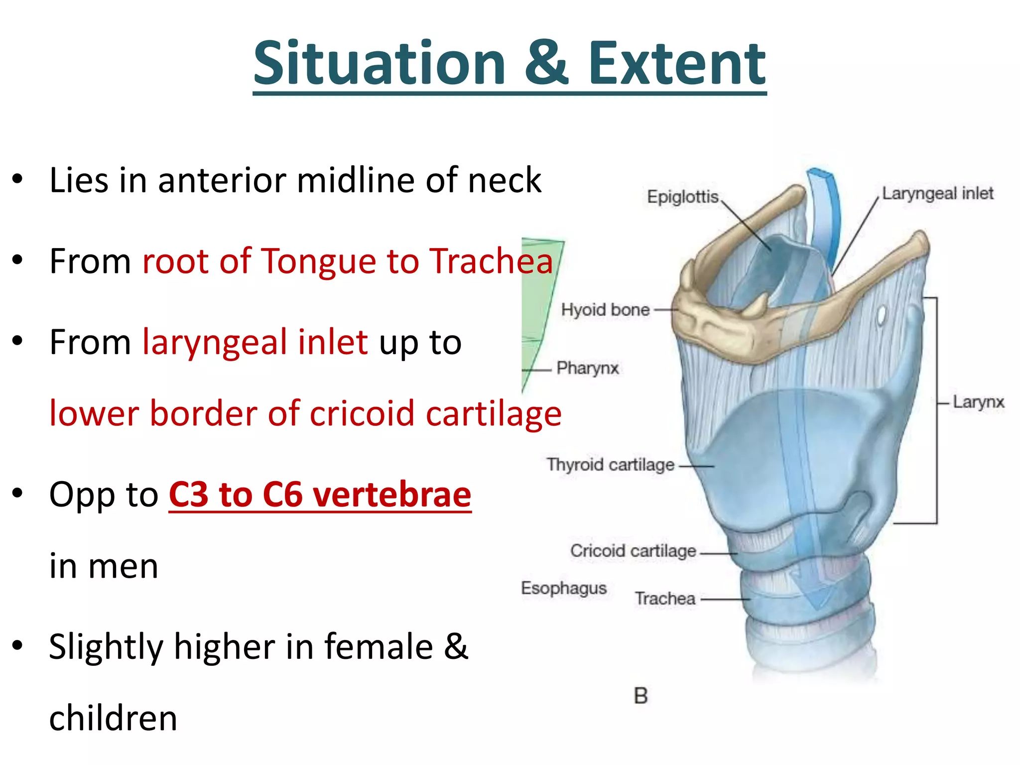 Larynx Anatomy | PPTX