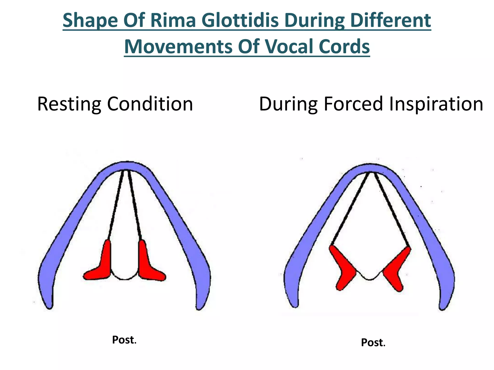 Larynx Anatomy | PPTX