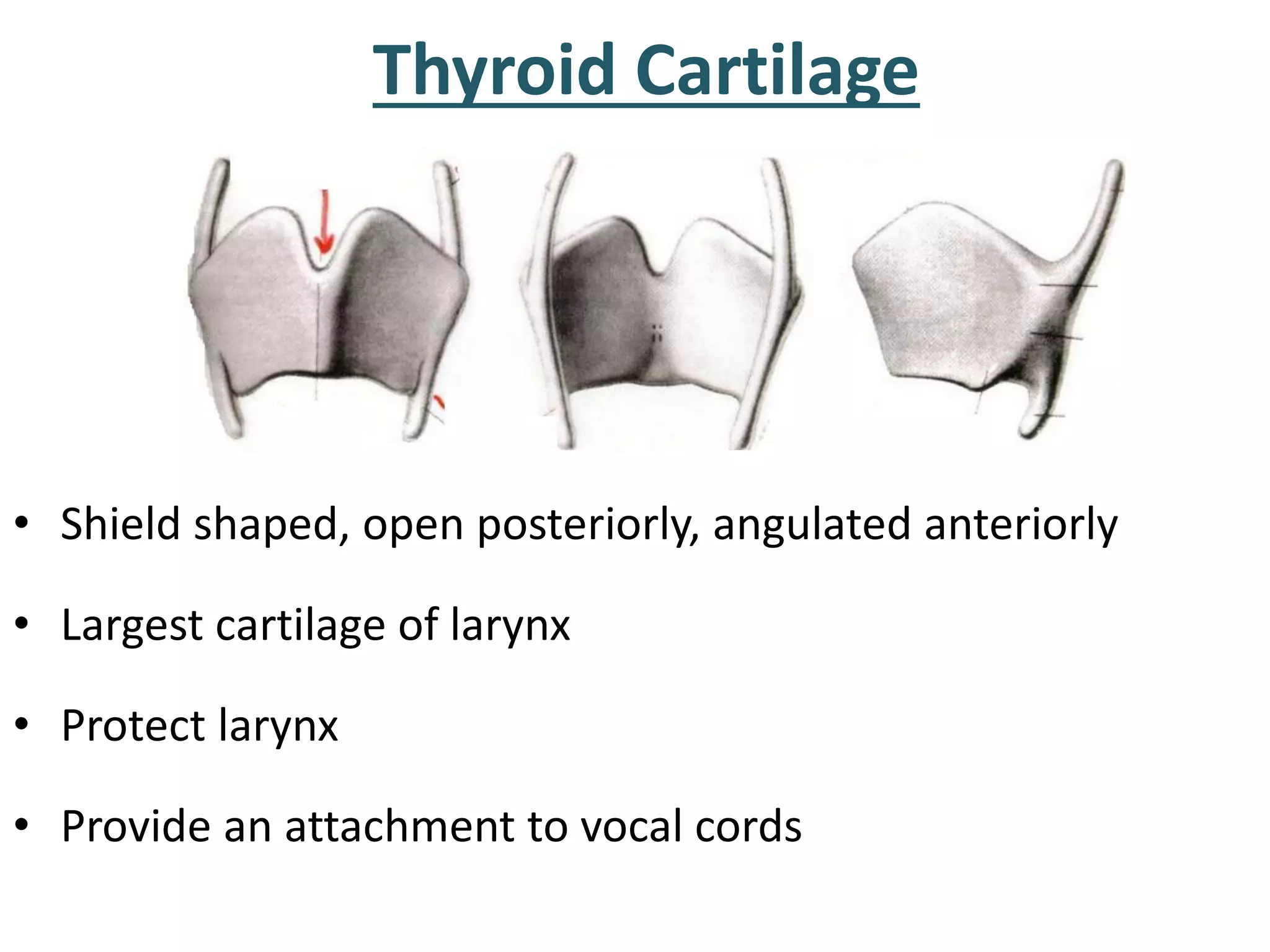 Larynx Anatomy | PPTX