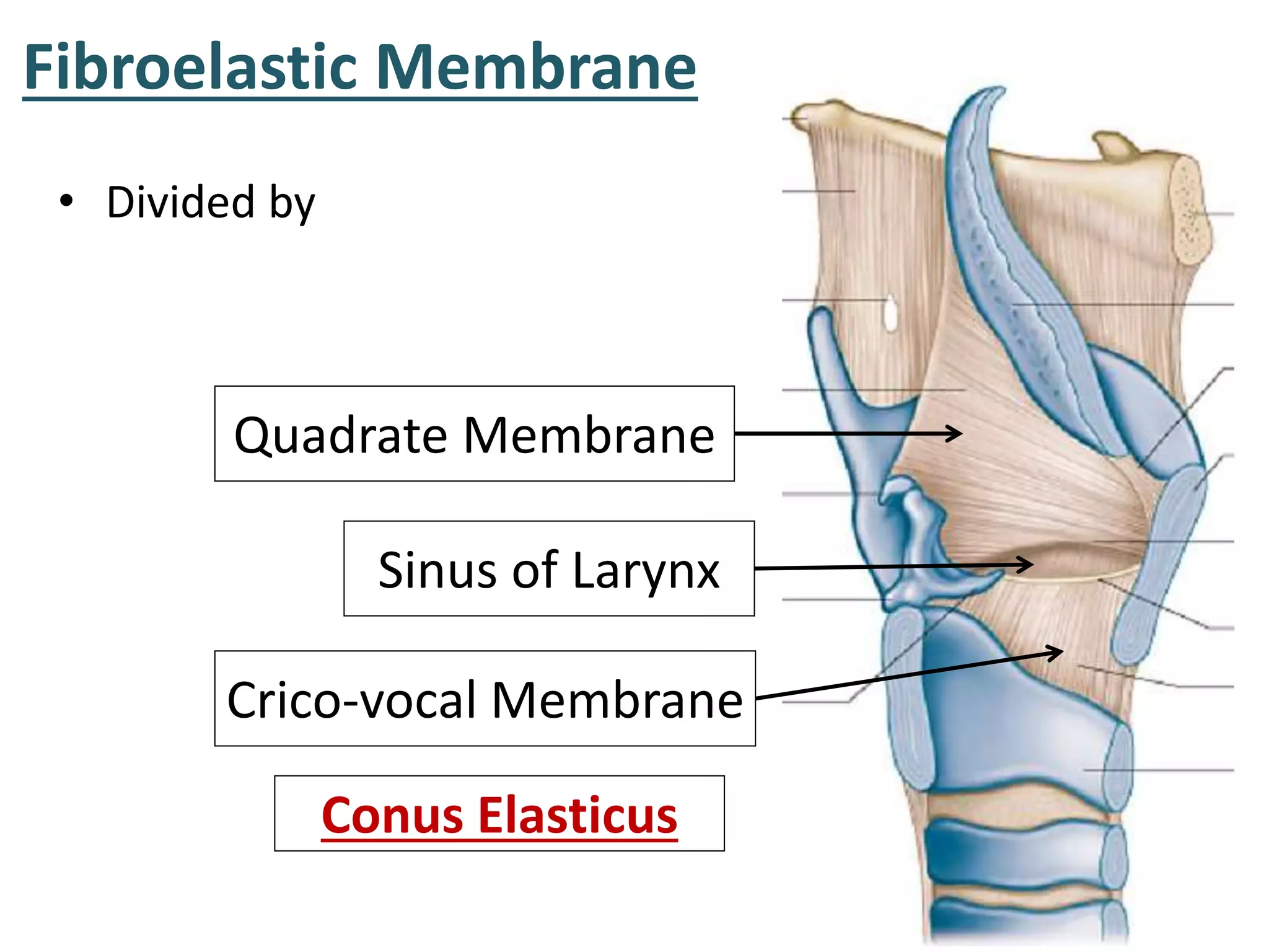 Larynx Anatomy