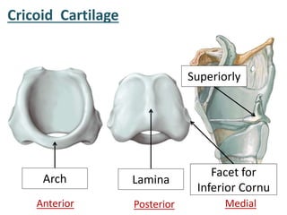 Cricoid Cartilage Lamina