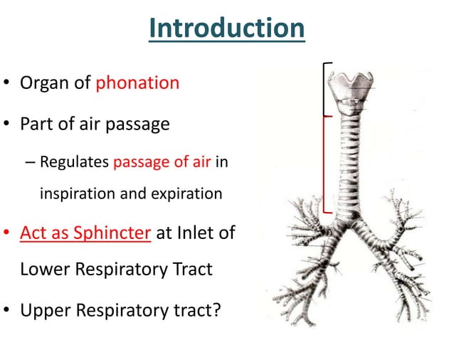 What Is The Structure And Function Of The Larynx Enotes