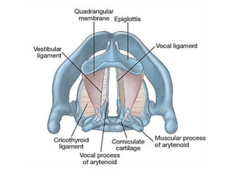 Vestibular Ligament