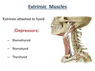 Extrinsic Muscles Of The Larynx Lateral View