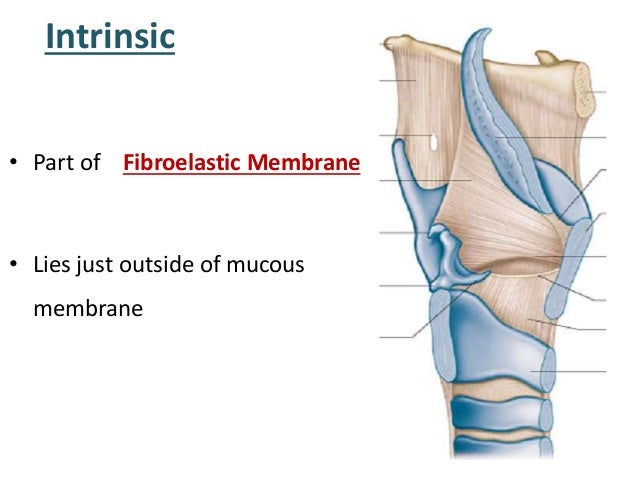 Larynx Anatomy