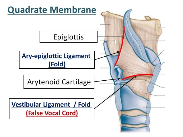 Larynx Anatomy