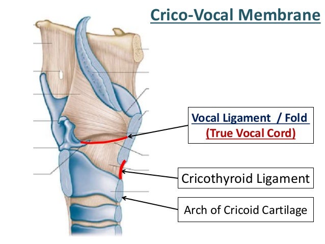 Larynx Anatomy