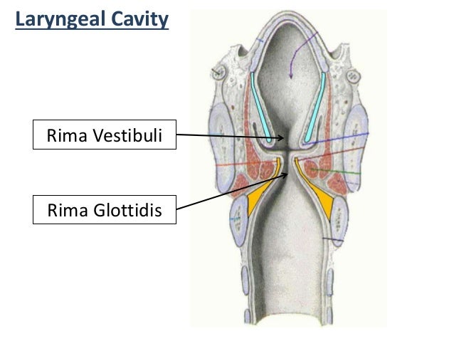 Larynx Anatomy