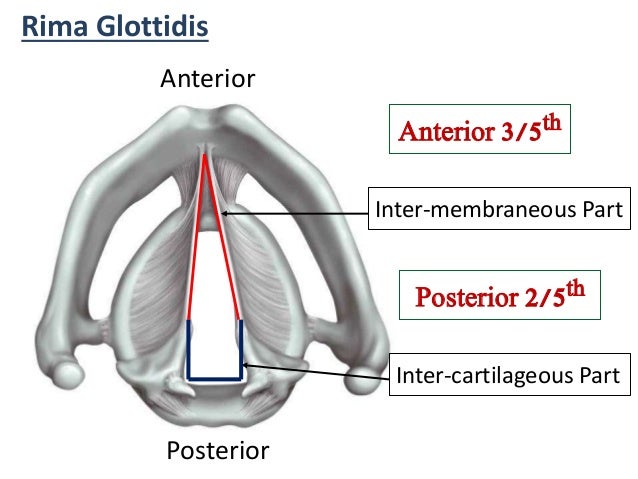 Larynx Anatomy