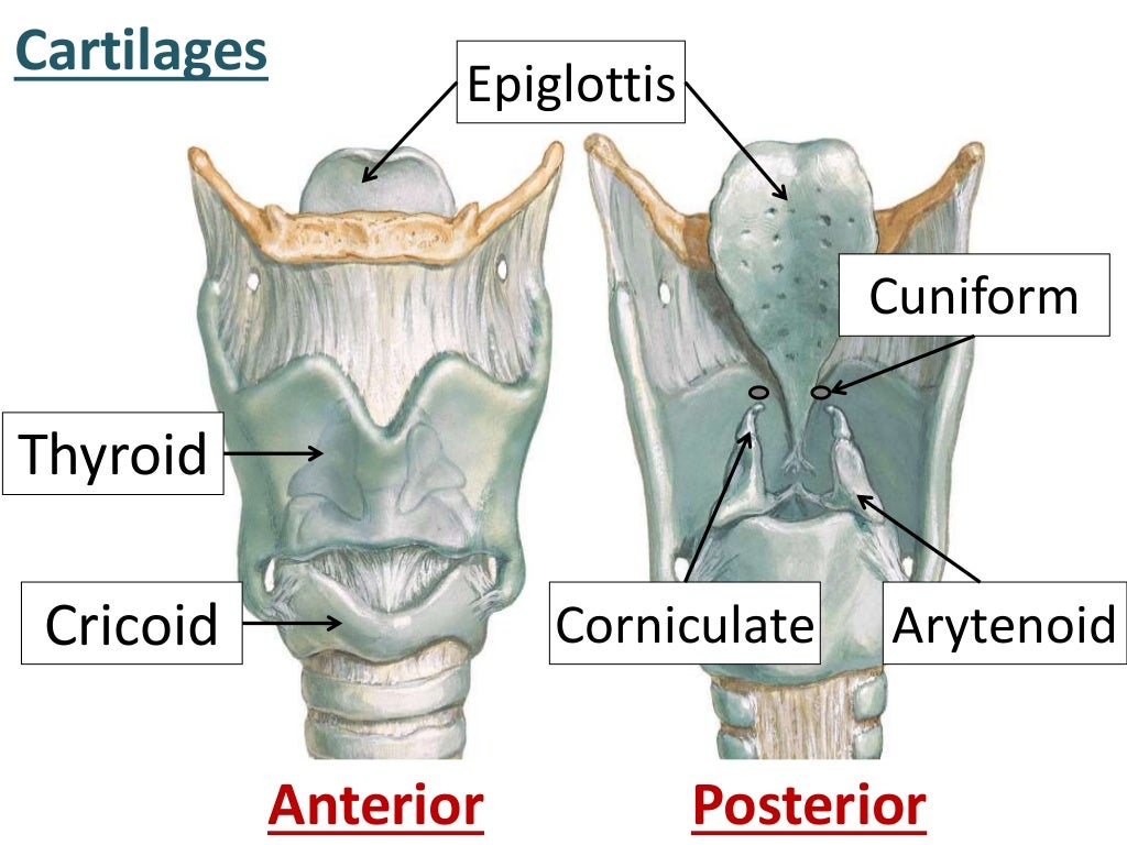 Larynx Anatomy