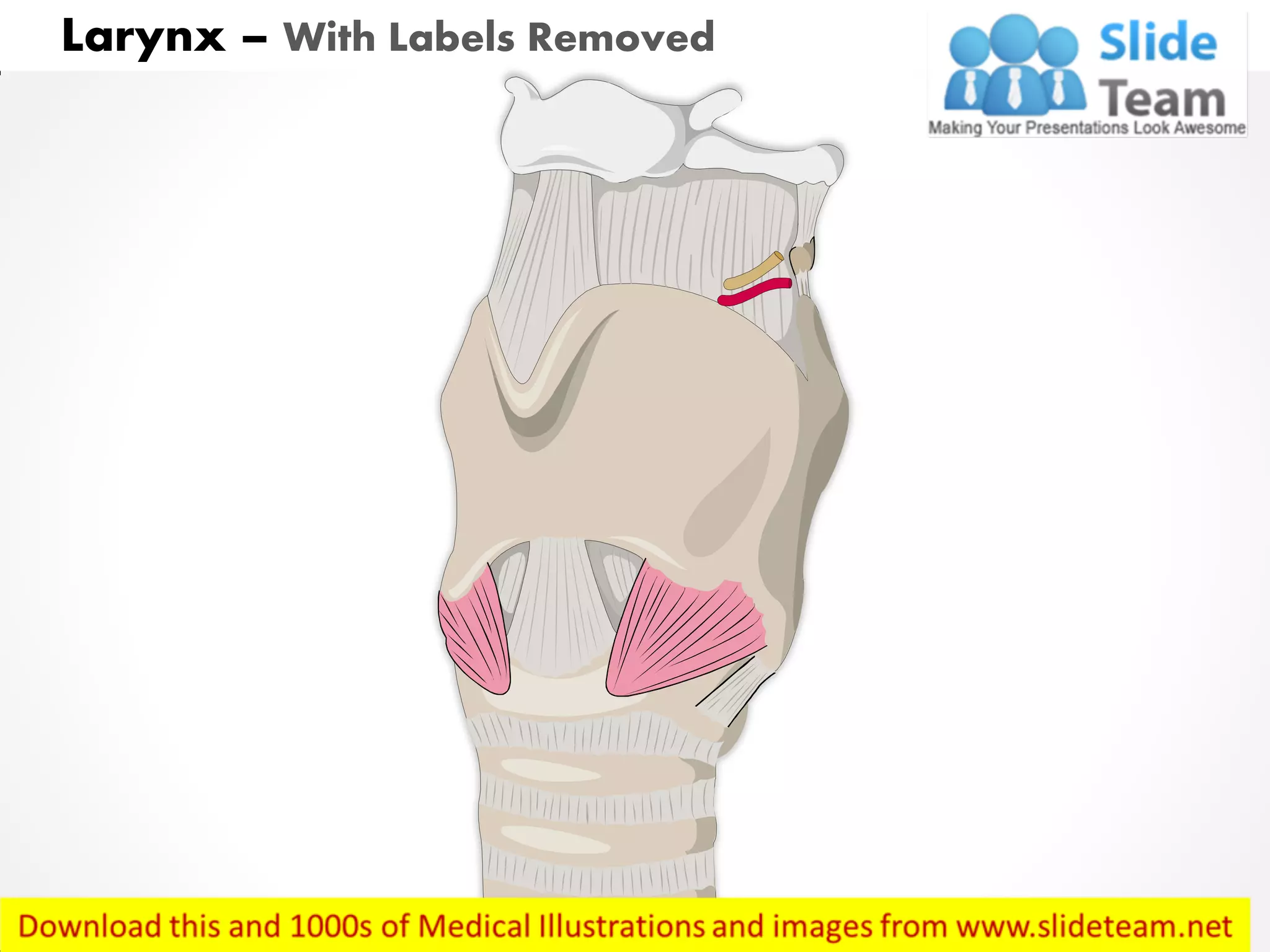 Larynx external medical images for power point | PDF