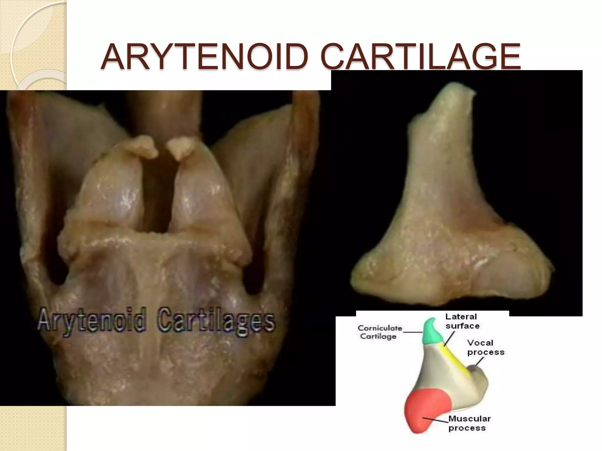 LARYNX FINAL.pptx