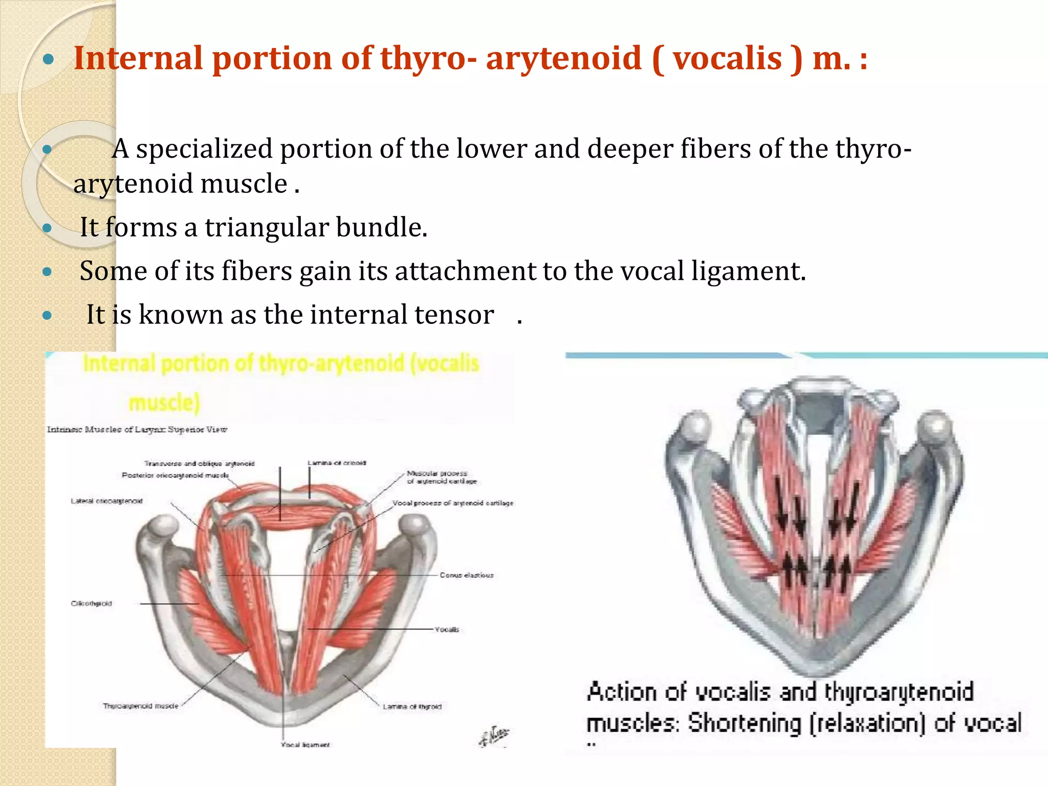 LARYNX FINAL.pptx