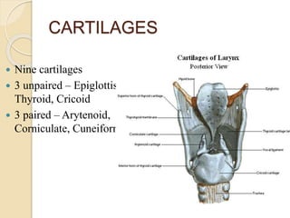 LARYNX FINAL.pptx