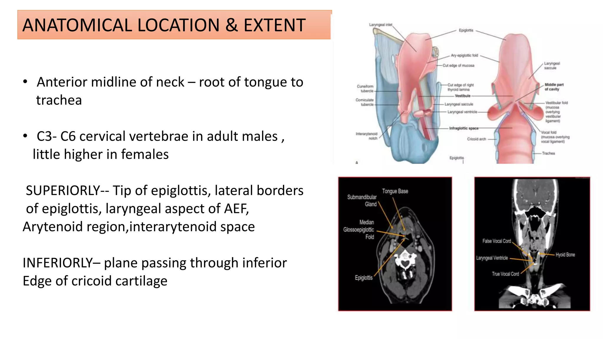 larynx anatomy, radiology and diagnostic work up.pptx | Thyroid ...