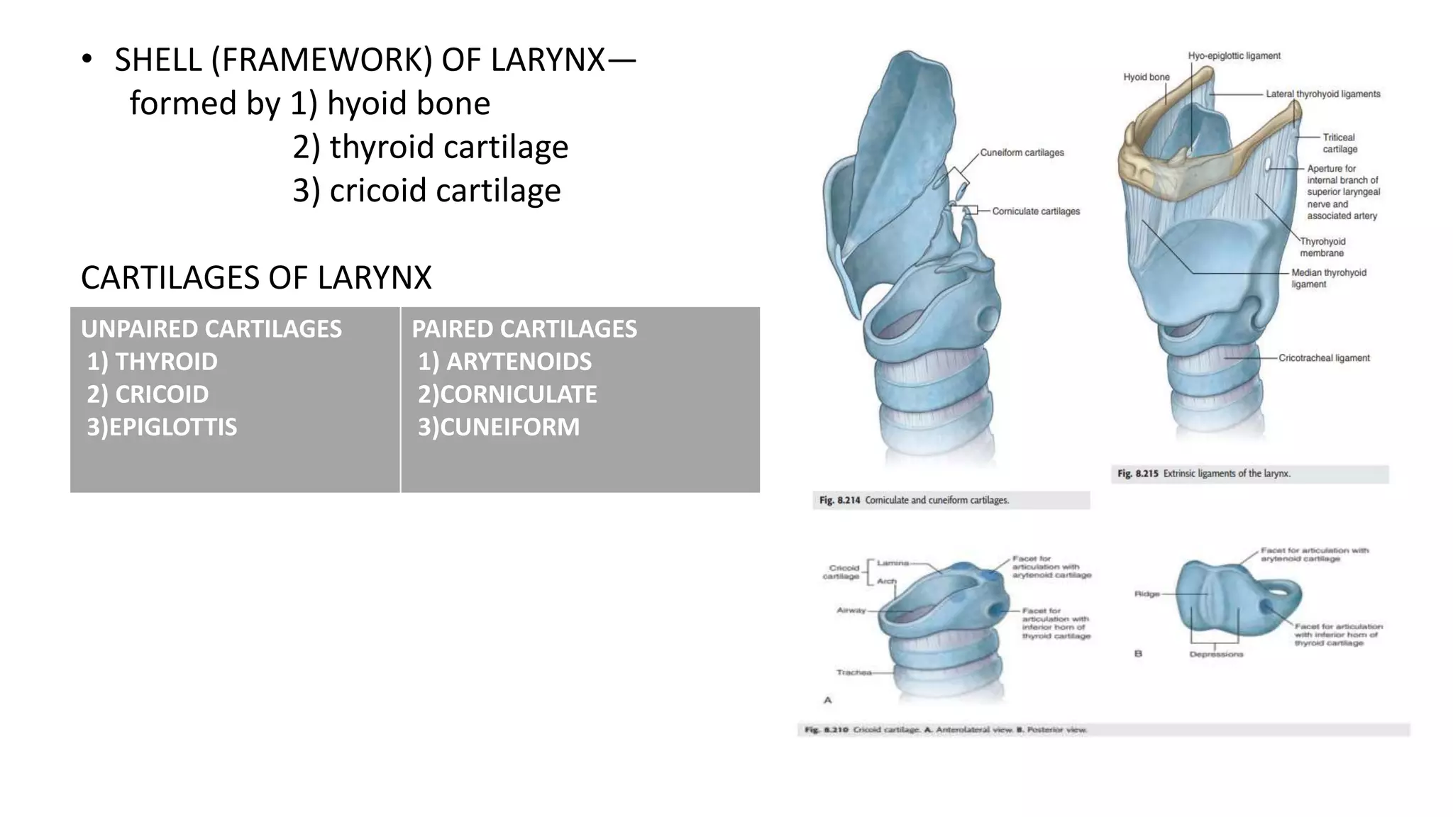 larynx anatomy, radiology and diagnostic work up.pptx