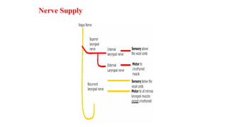 larynx anatomy, radiology and diagnostic work up.pptx