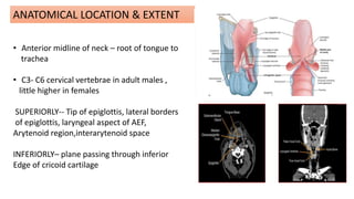 larynx anatomy, radiology and diagnostic work up.pptx