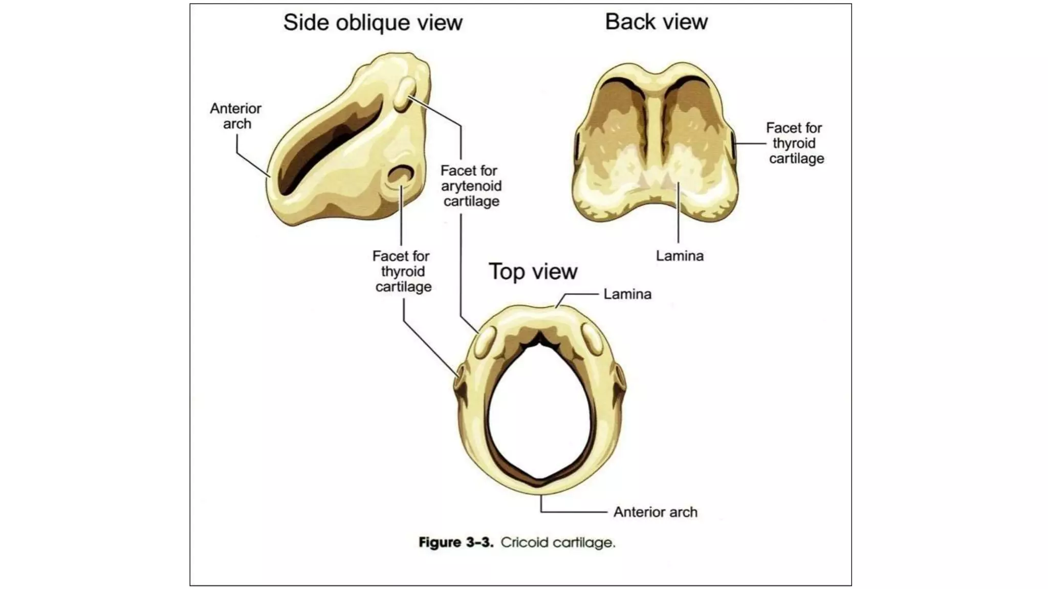 Anatomy of Larynx.pptx