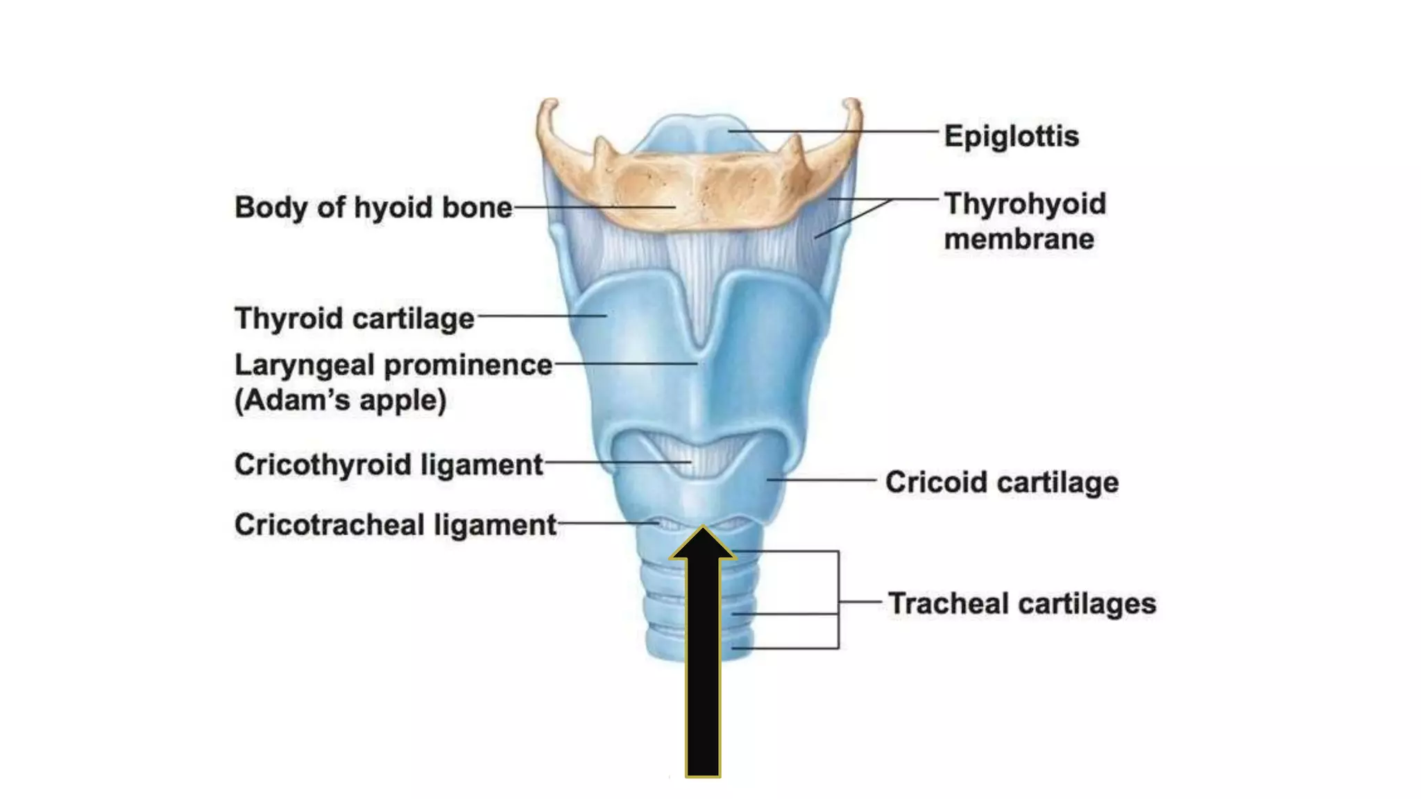Anatomy of Larynx.pptx