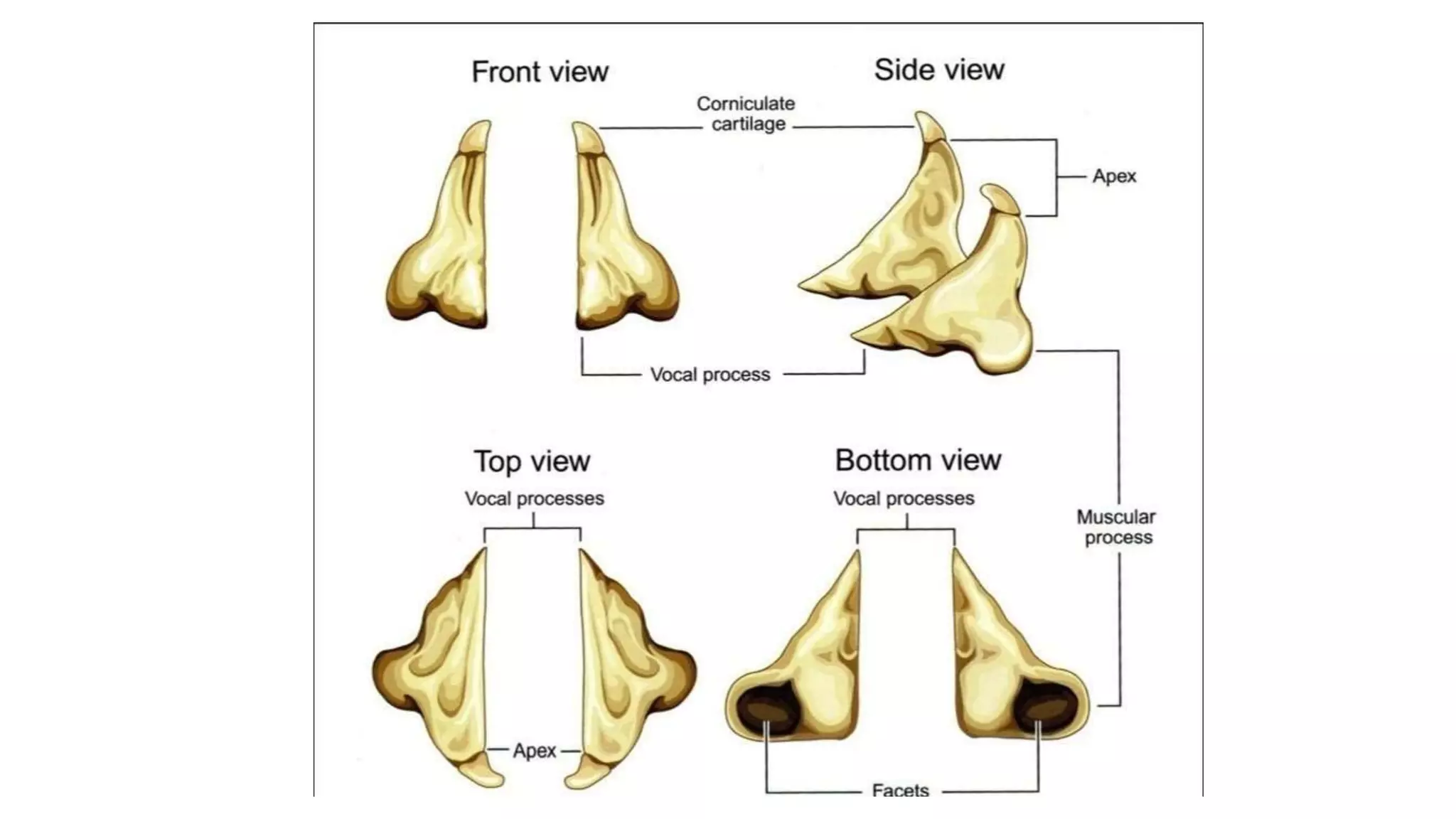 Anatomy of Larynx.pptx
