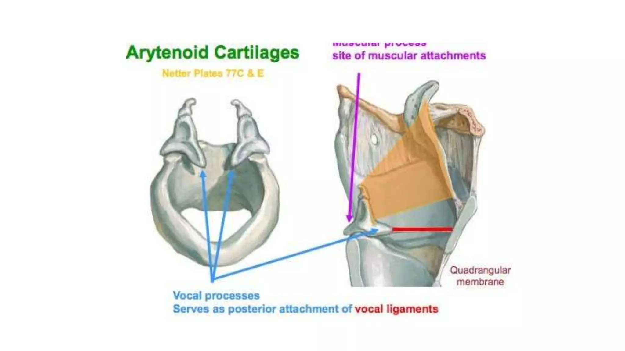 Anatomy of Larynx.pptx