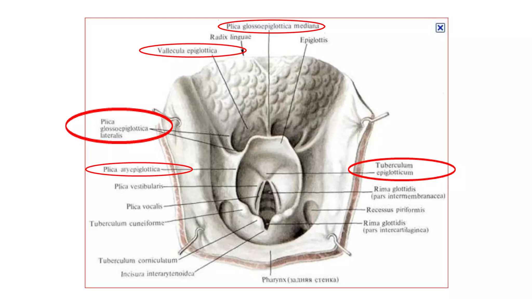 Anatomy of Larynx.pptx