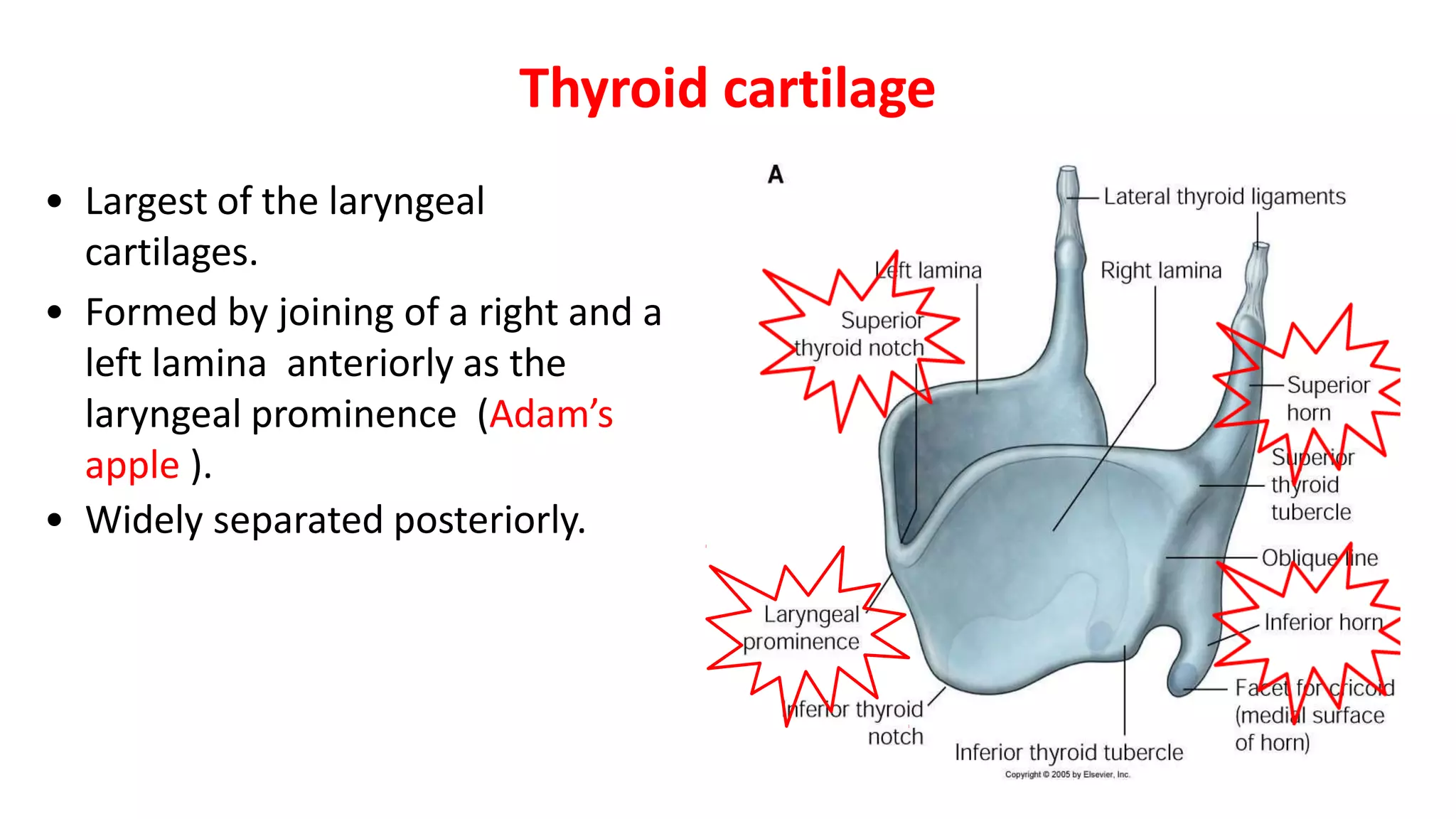 Anatomy of Larynx.pptx