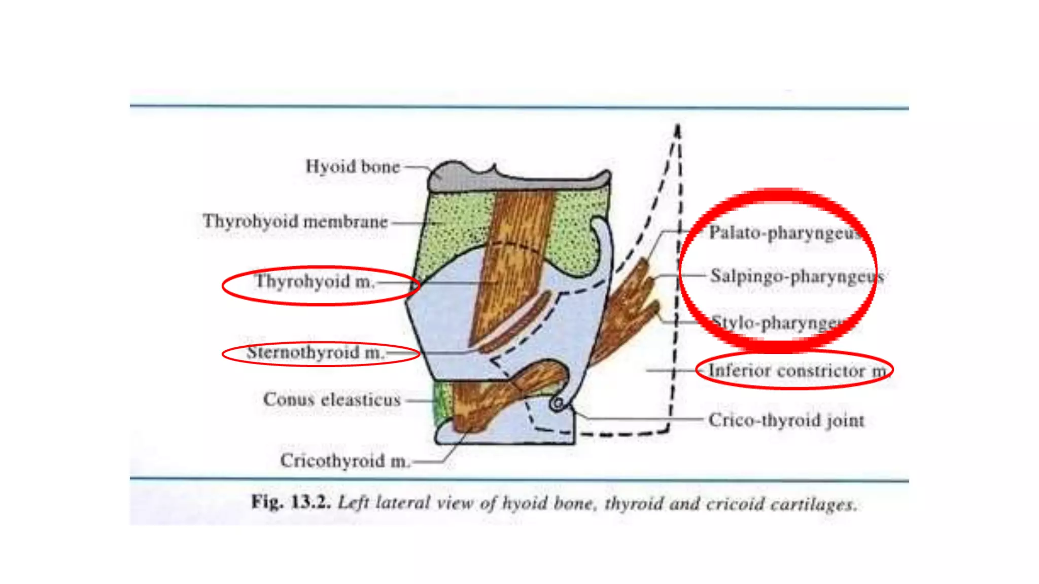 Anatomy of Larynx.pptx