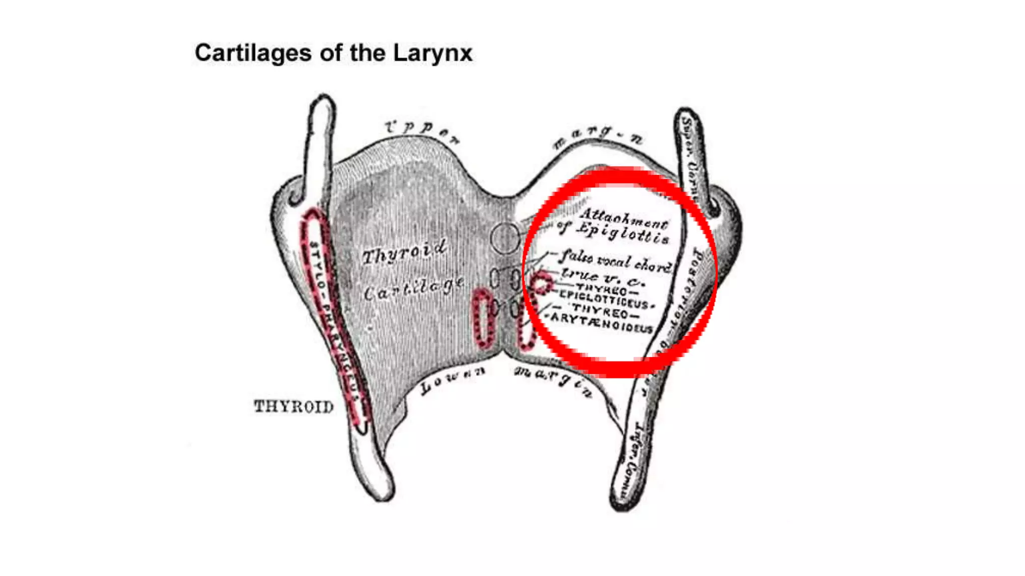 Anatomy of Larynx.pptx