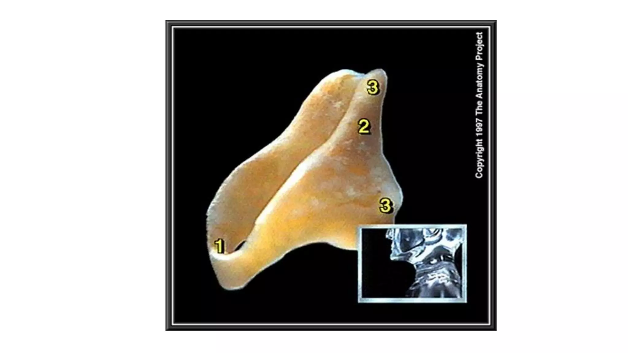 Anatomy of Larynx.pptx