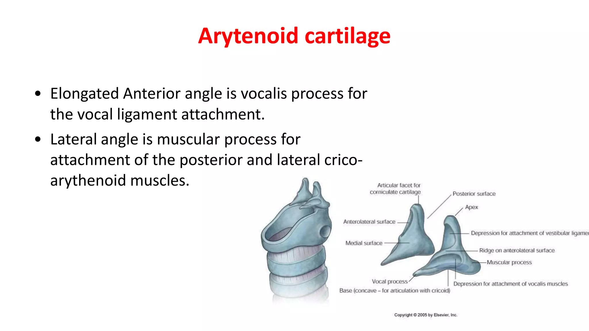 Anatomy of Larynx.pptx