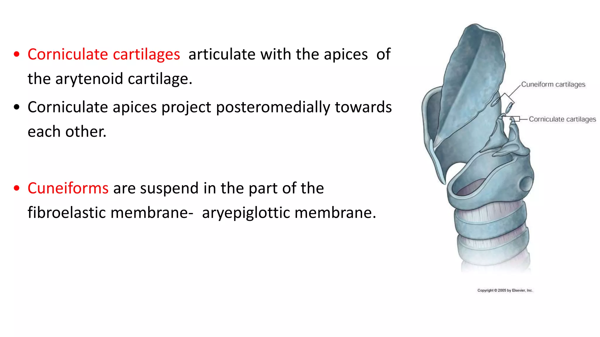 Anatomy of Larynx.pptx