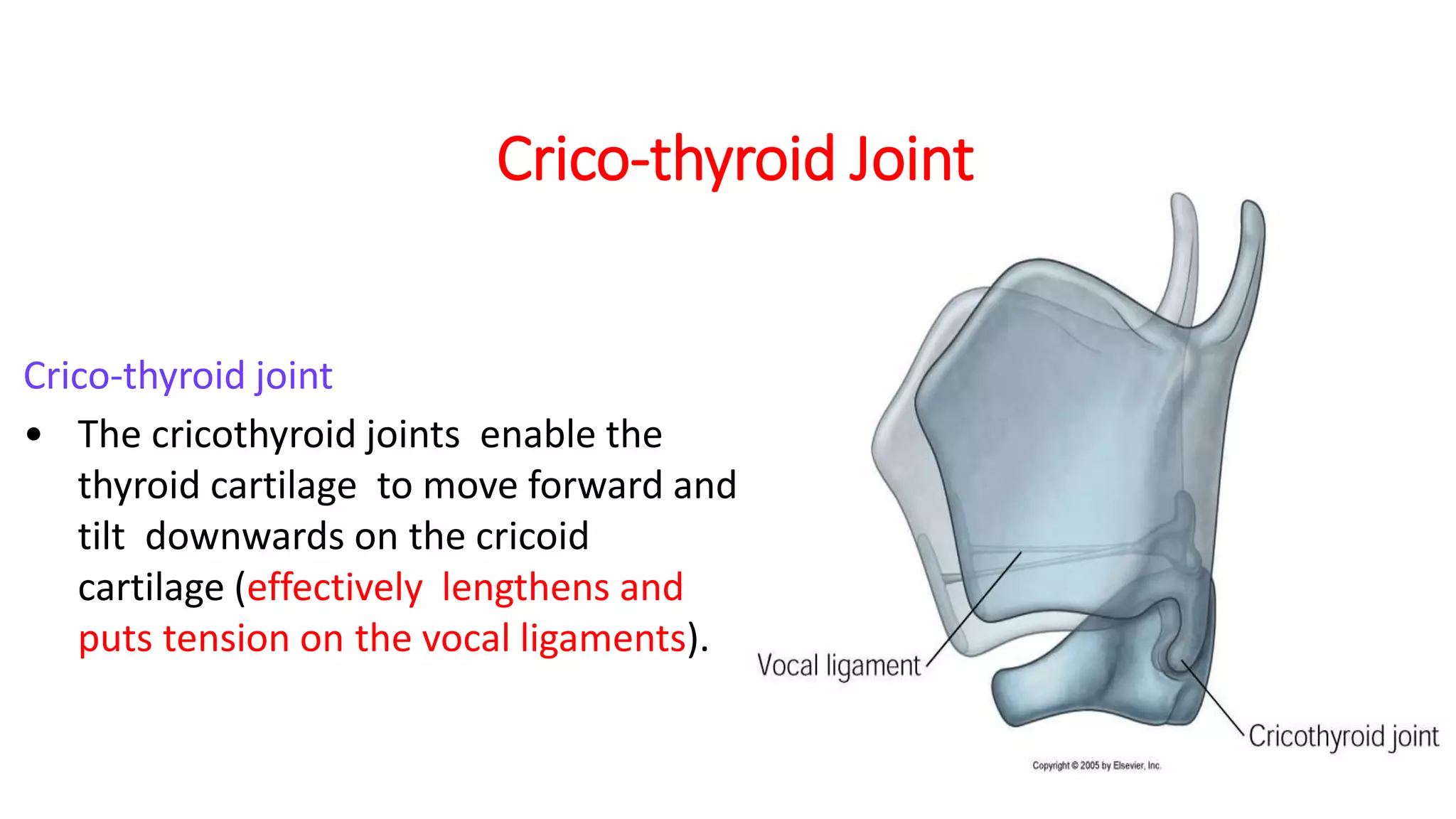 Anatomy of Larynx.pptx