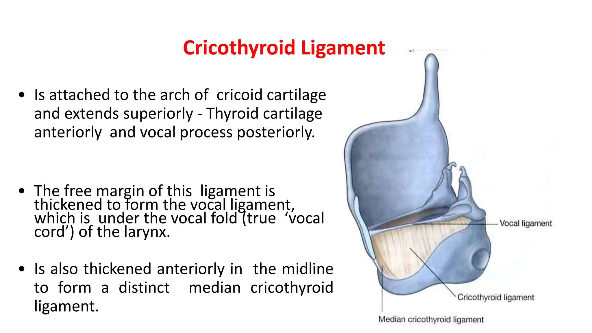 Anatomy of Larynx.pptx