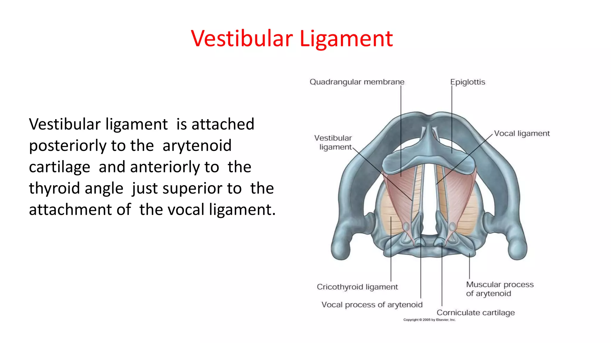 Anatomy of Larynx.pptx