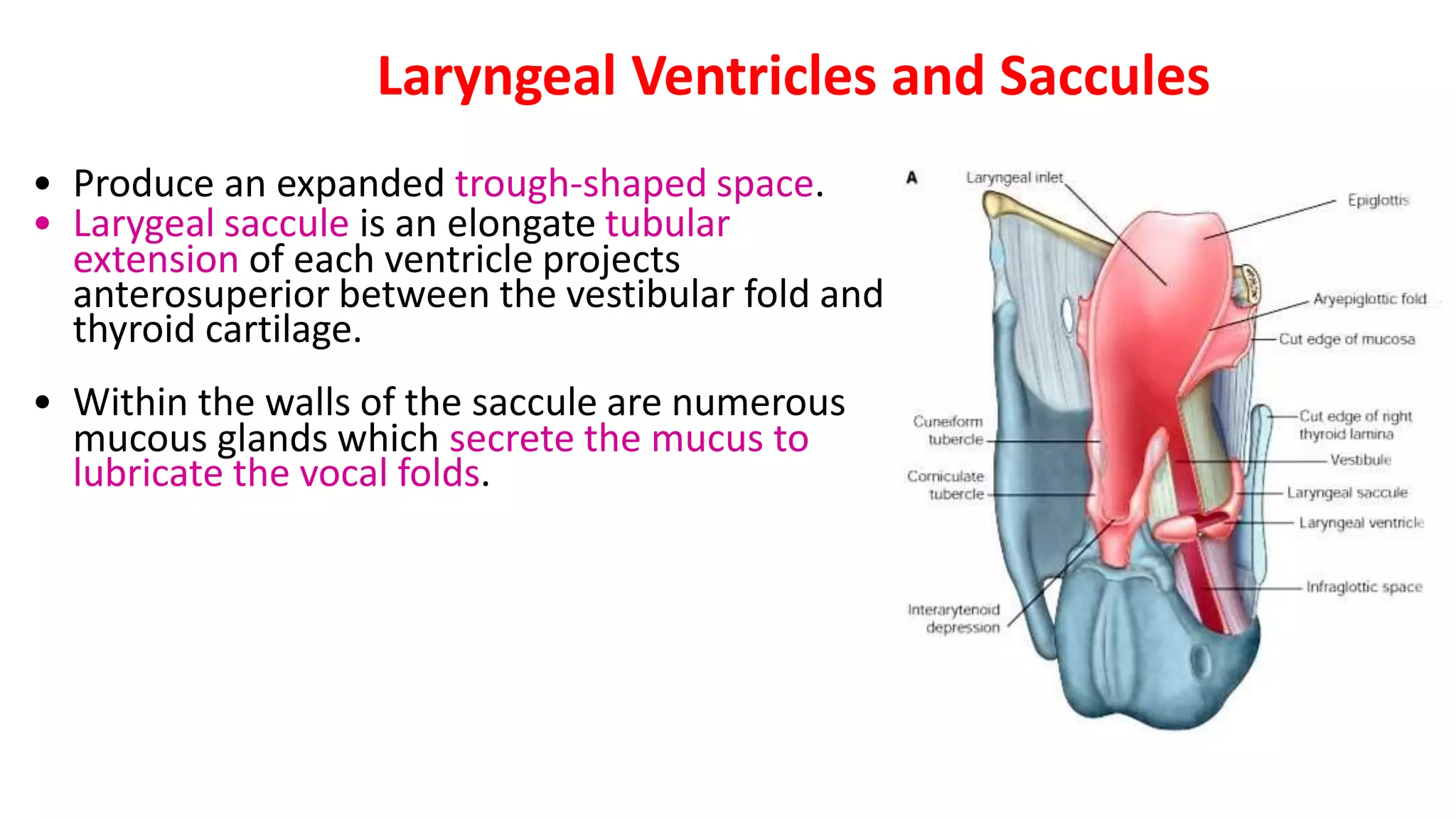 Anatomy of Larynx.pptx