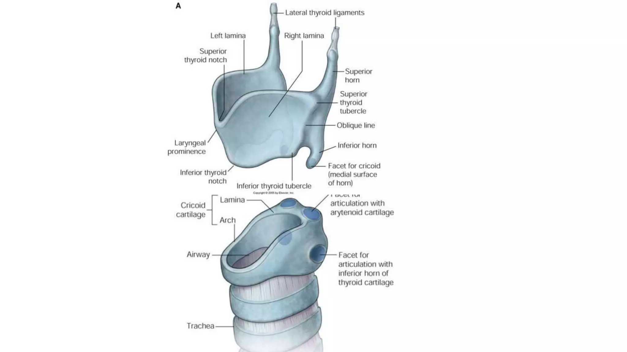 Anatomy of Larynx.pptx