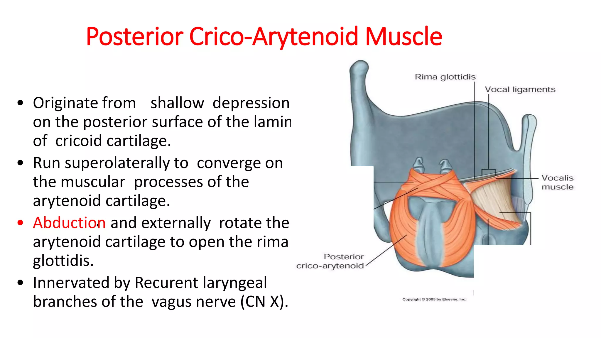 Anatomy of Larynx.pptx