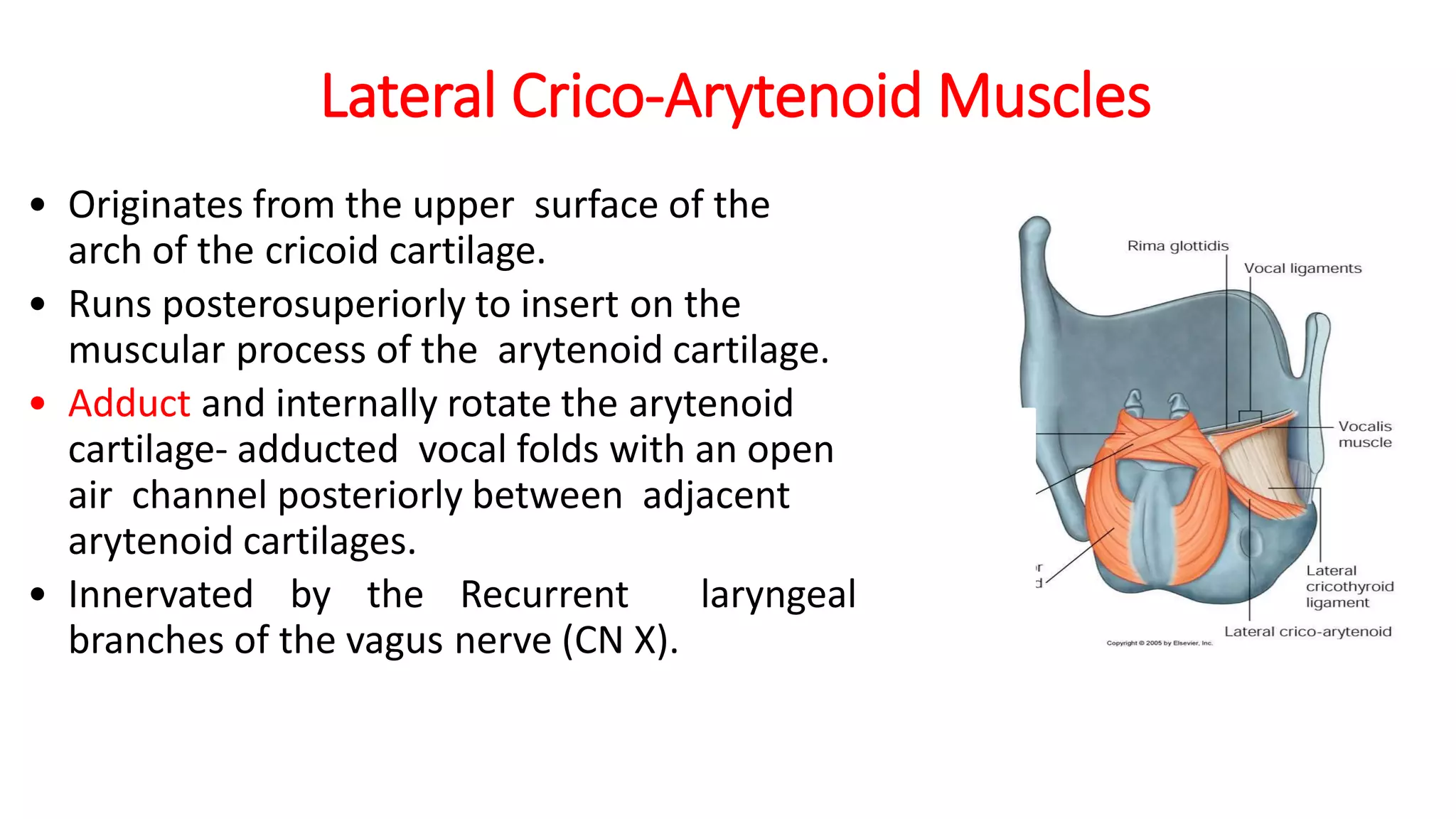 Anatomy of Larynx.pptx